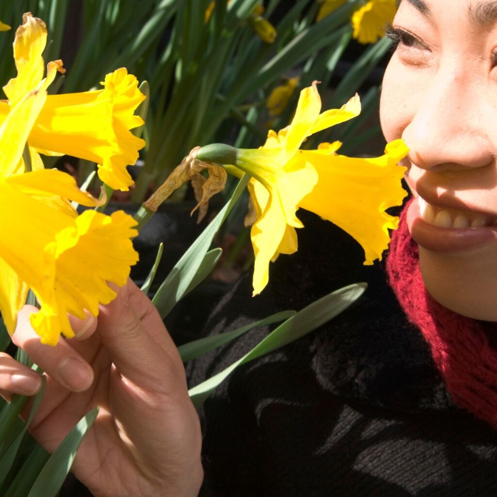 Daffodil Day: How You Can Get Involved | Phoenix Health Hub